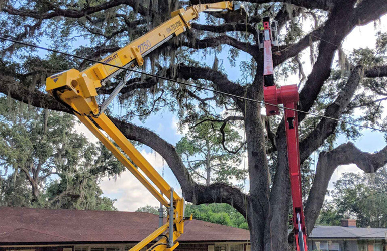 Tree Trimming – Treecuting